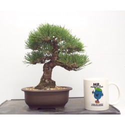 Shohin Trees