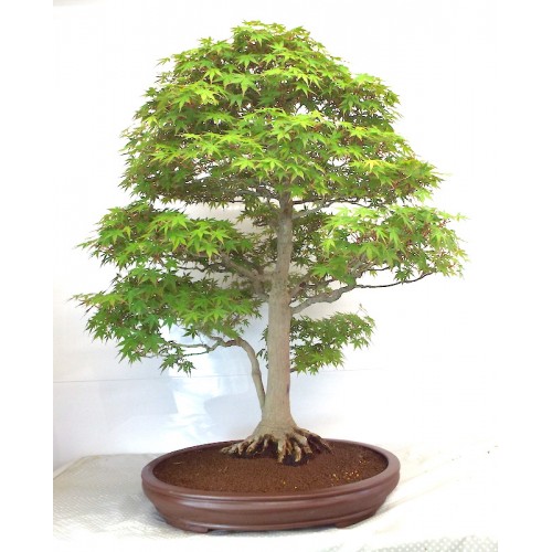 Maple Bonsai