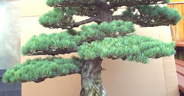 Specimen White Pine SOLD