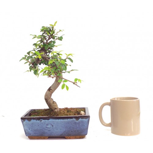 Wattston Bonsai | UK Importer of Japanese Trees | Online Store