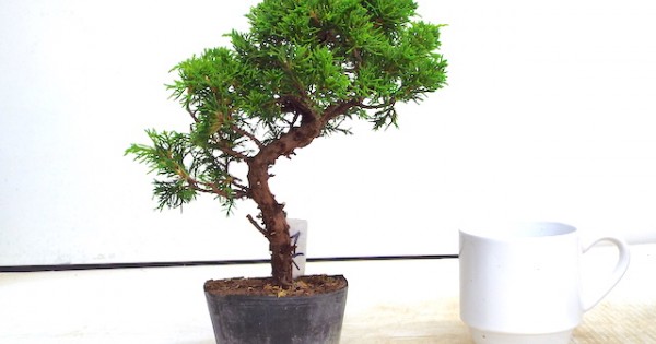 Pre Bonsai